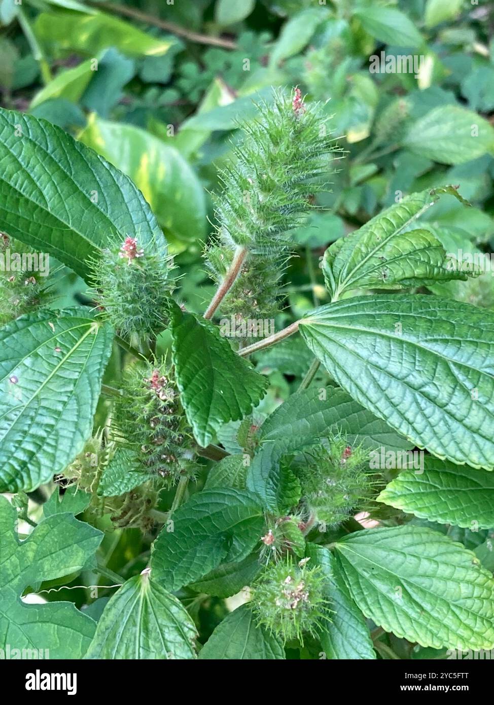 Field Copperleaf (Acalypha arvensis) Plantae Stock Photo - Alamy
