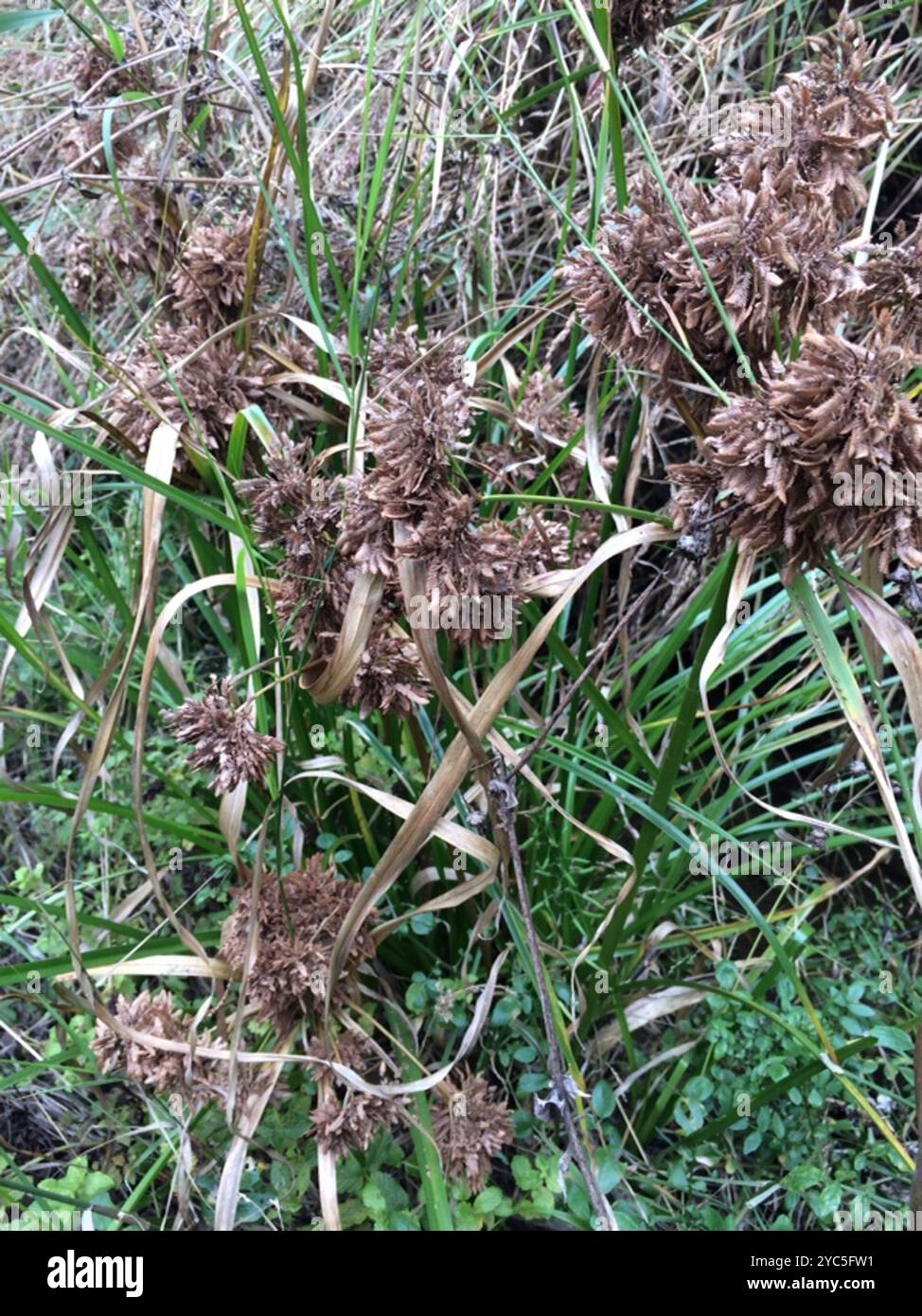 Umbrella papyrus (Cyperus alternifolius flabelliformis) Plantae Stock ...