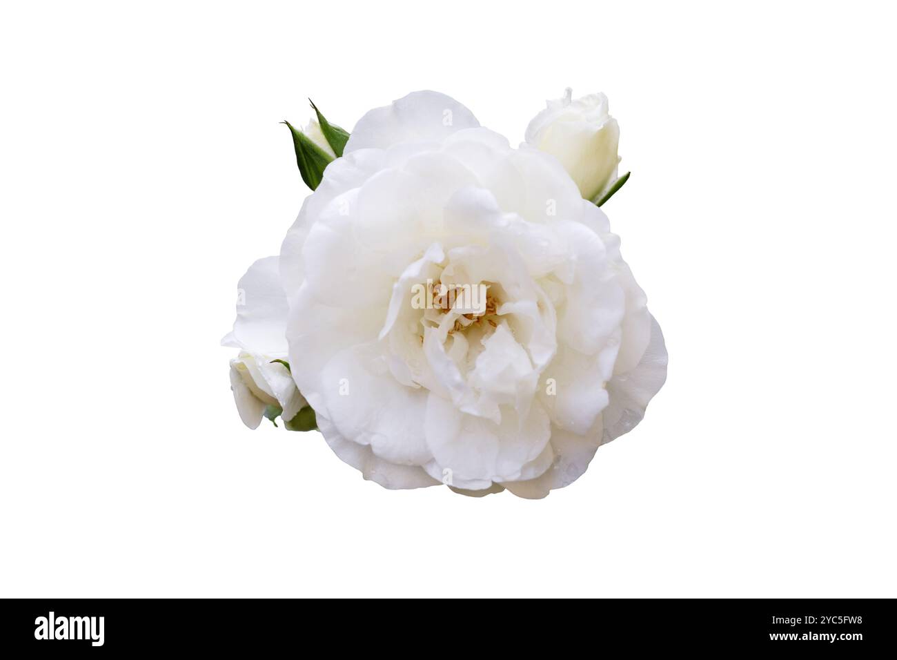 Buds and flower of white Terry rose. isolate, white background Stock ...