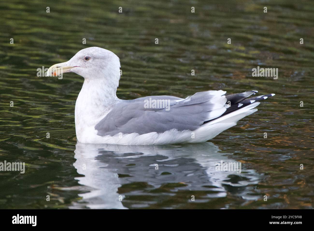 Olympic Gull (Larus glaucescens × occidentalis) Aves Stock Photo - Alamy
