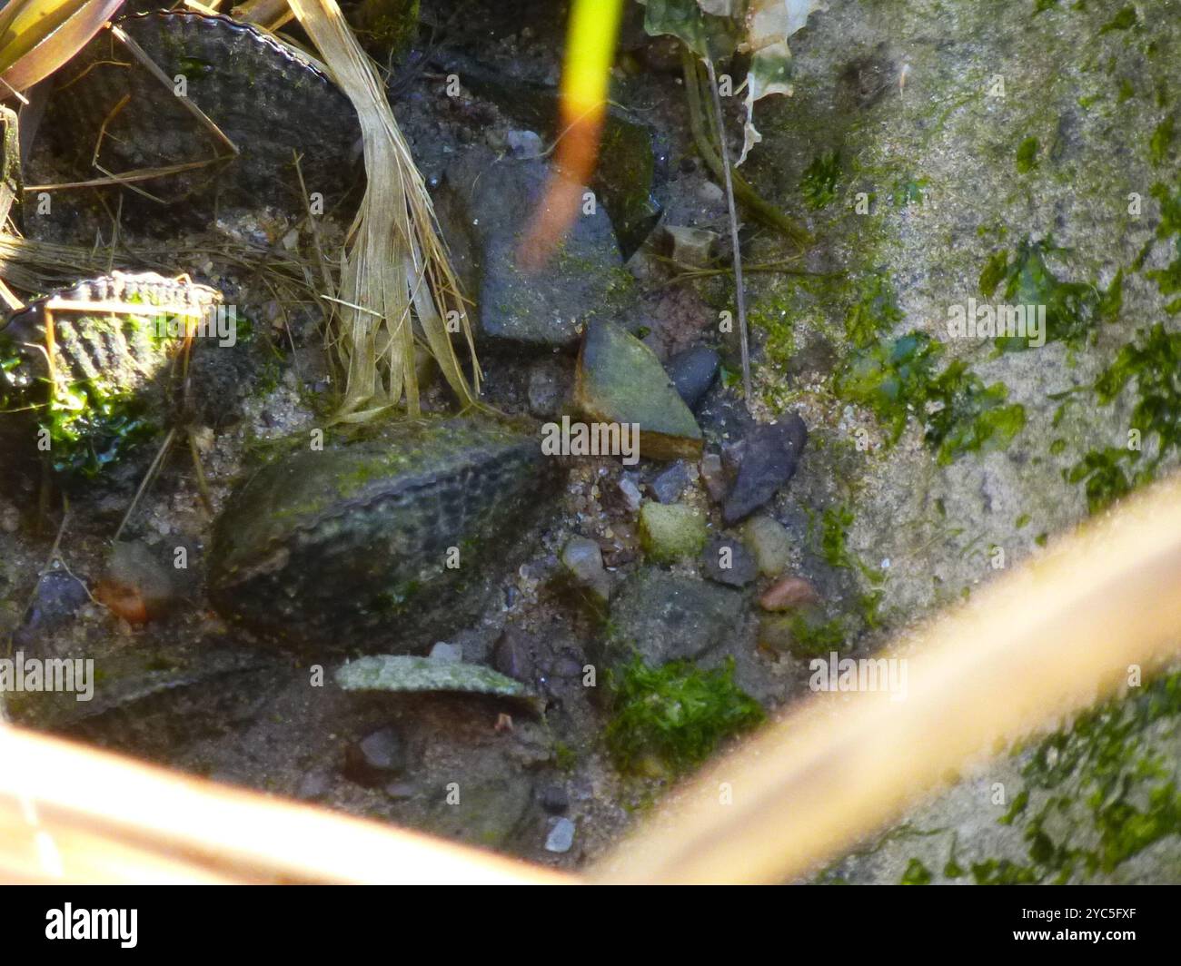Atlantic Ribbed Mussel (Geukensia demissa) Mollusca Stock Photo - Alamy