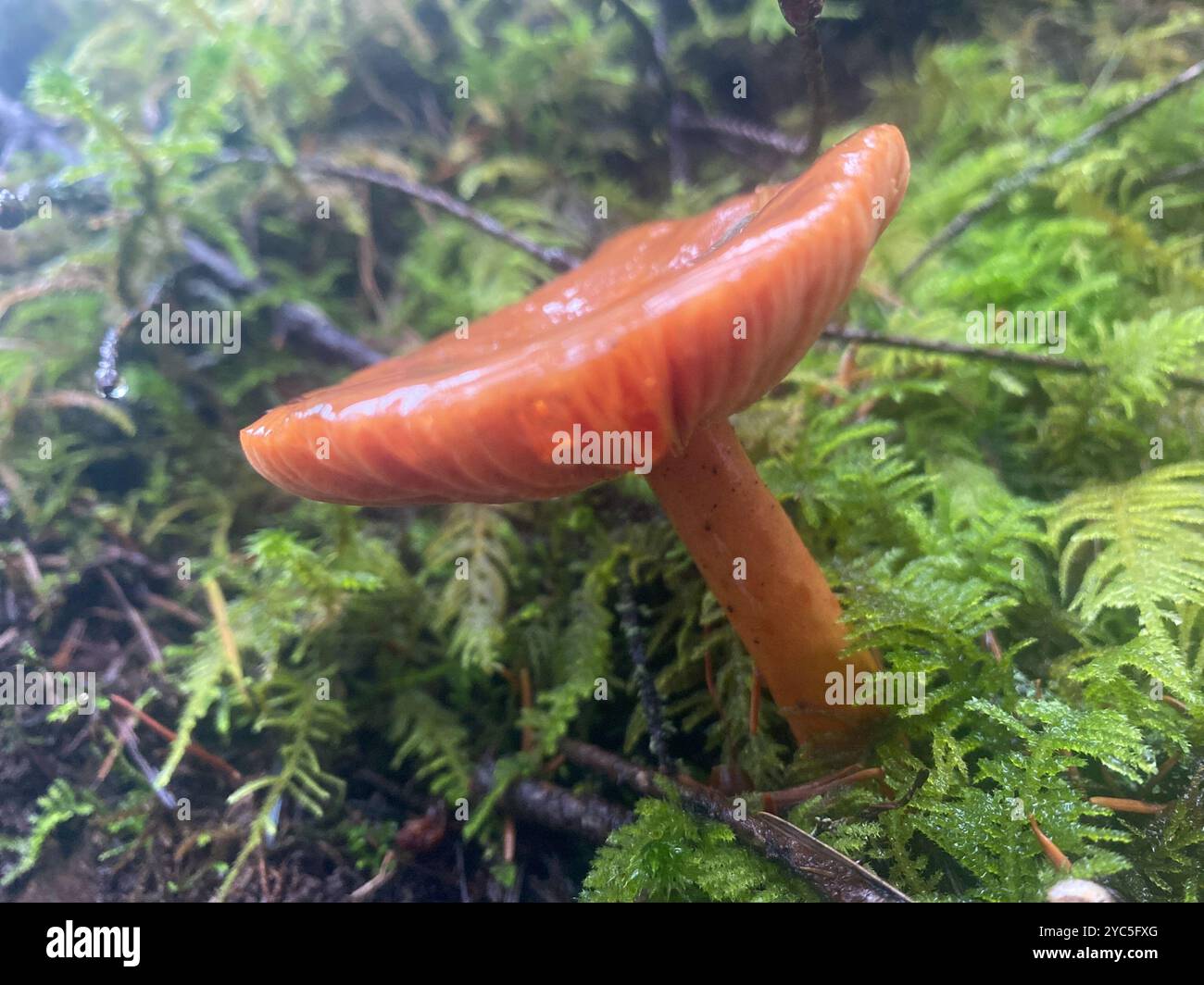 Rufous Milkcap (Lactarius rufus) Fungi Stock Photo - Alamy