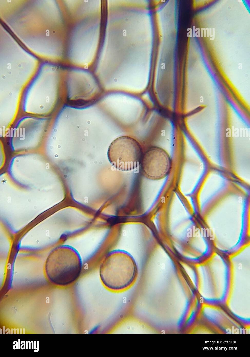 (Comatricha elegans) Protozoa Stock Photo - Alamy