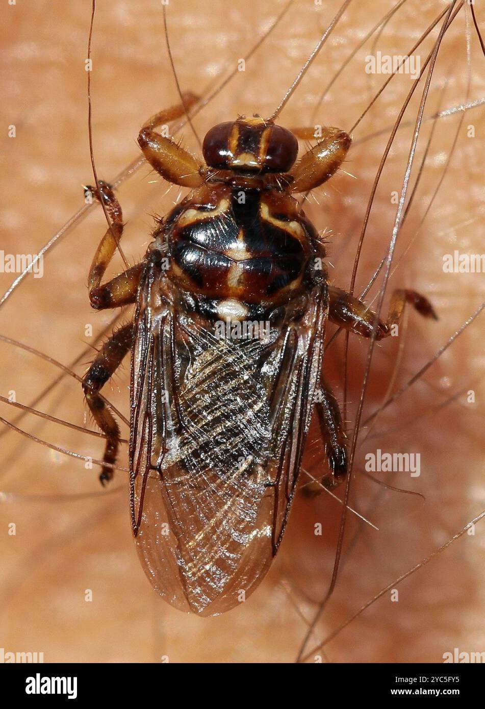 New Forest fly (Hippobosca equina) Insecta Stock Photo - Alamy