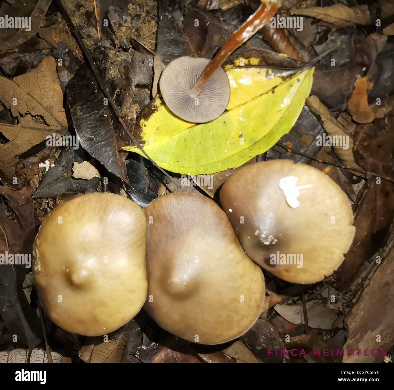 Psilocybe caerulescens hi-res stock photography and images - Alamy