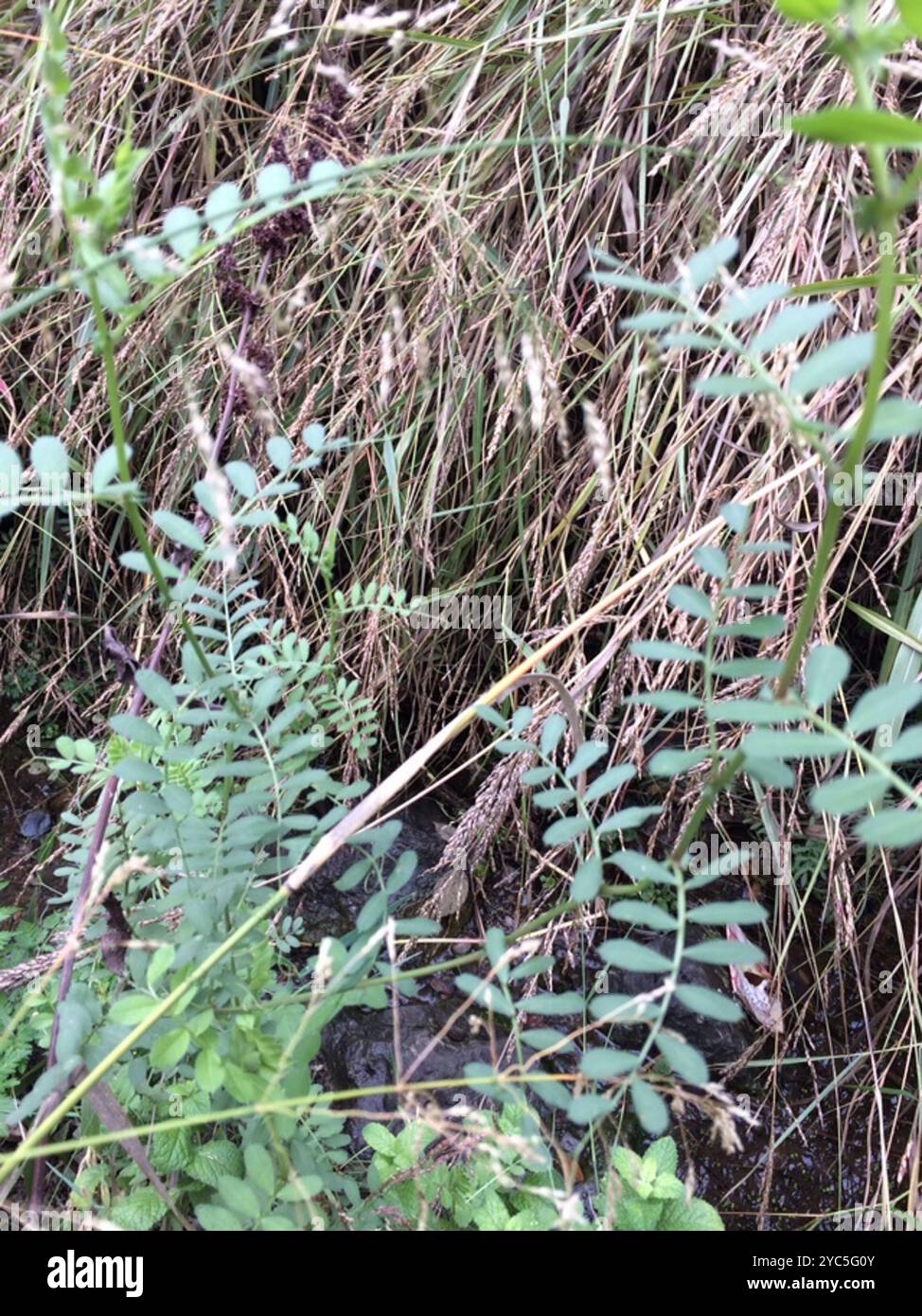 Vetches (Vicia) Plantae Stock Photo - Alamy