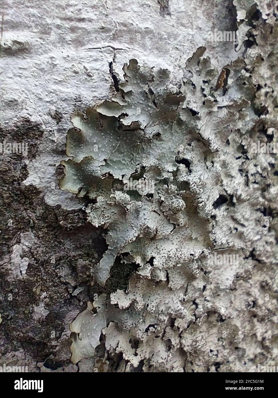 typical shield lichens (Parmelioideae) Fungi Stock Photo - Alamy