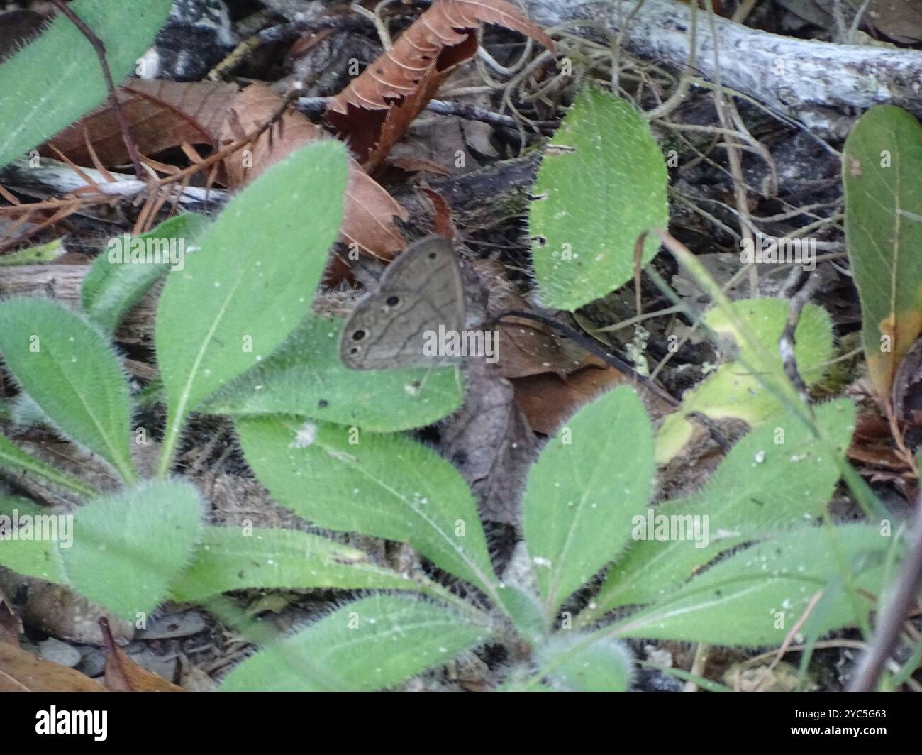 Carolina Satyr (Hermeuptychia sosybius) Insecta Stock Photo - Alamy