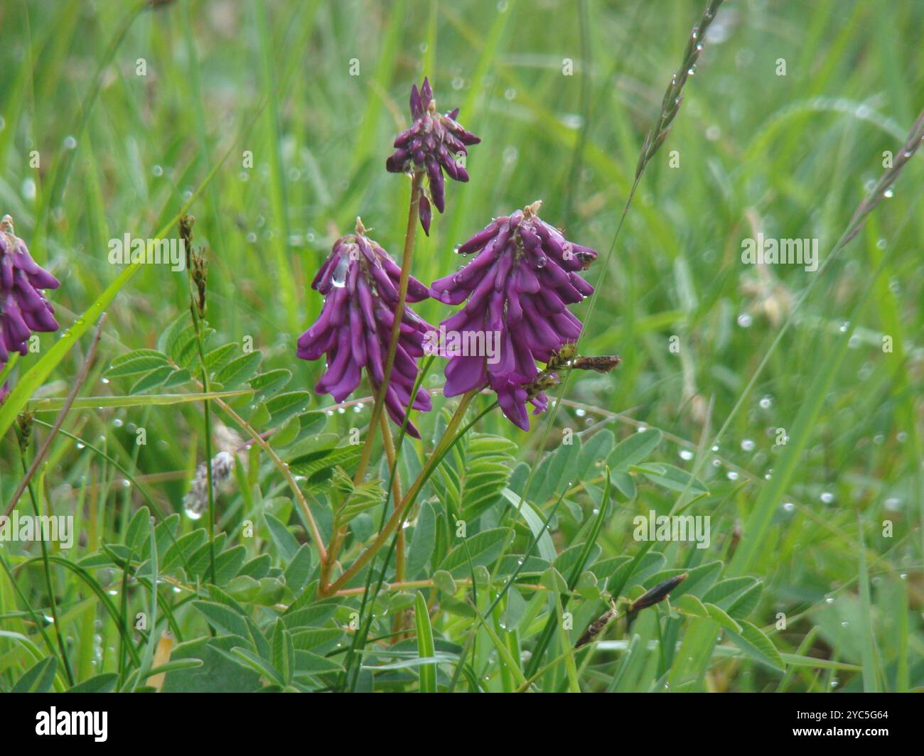 Alpine sainfoin (Hedysarum hedysaroides) Plantae Stock Photo - Alamy