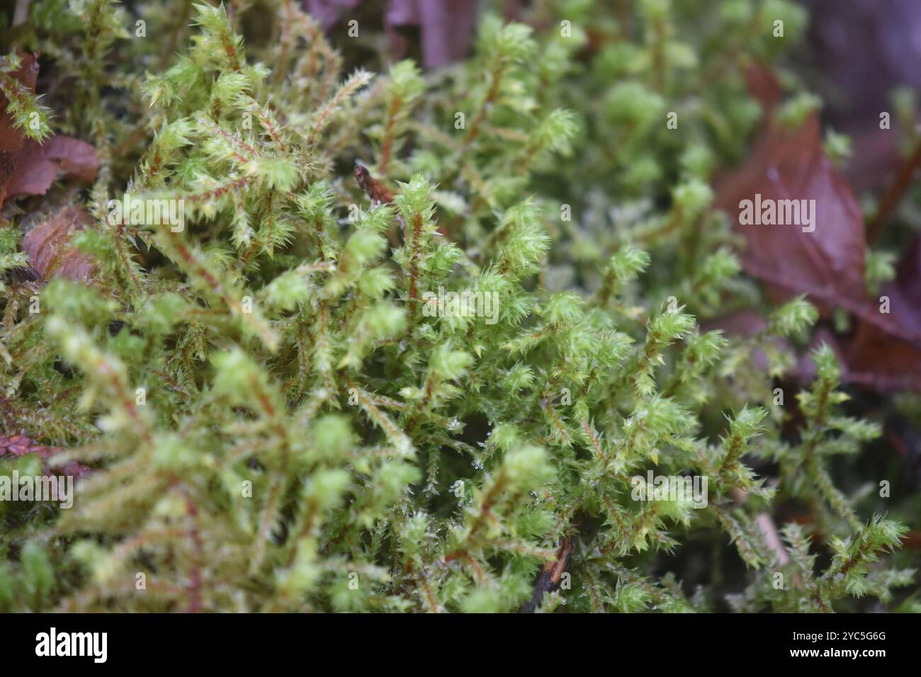 rough goose neck moss (Hylocomiadelphus triquetrus) Plantae Stock Photo ...