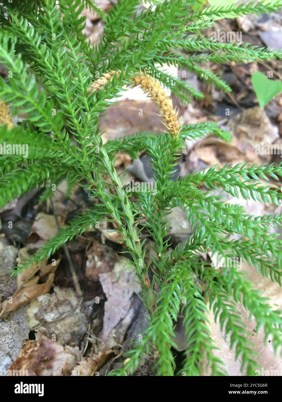 prickly tree-clubmoss (Dendrolycopodium dendroideum) Plantae Stock ...