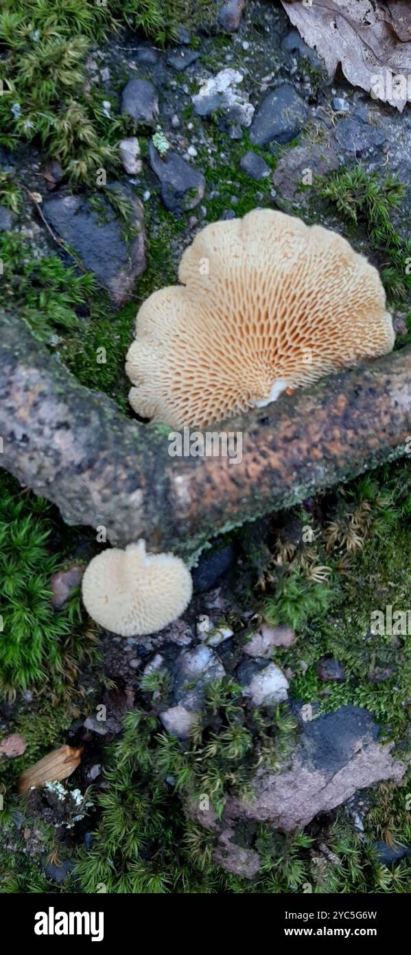 hexagonal-pored polypore (Neofavolus alveolaris) Fungi Stock Photo - Alamy