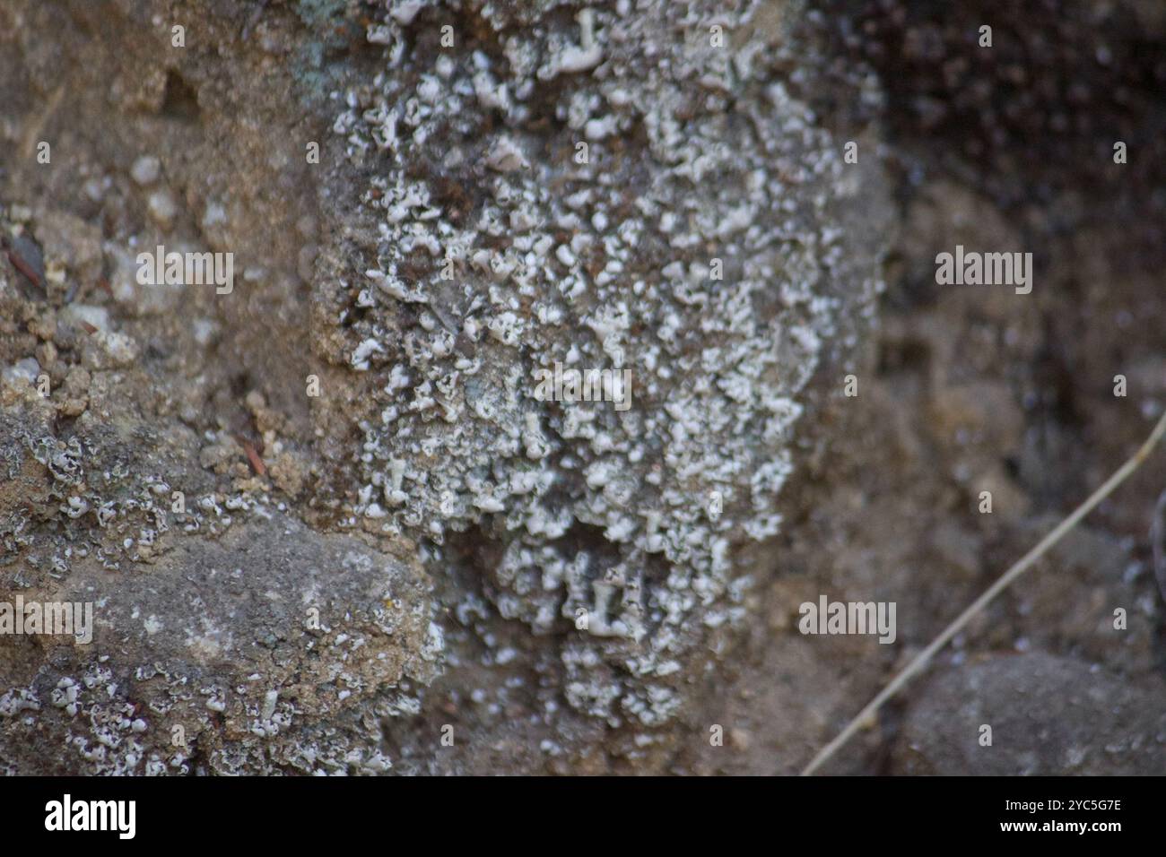 Pore Lichens (Pertusaria) Fungi Stock Photo - Alamy