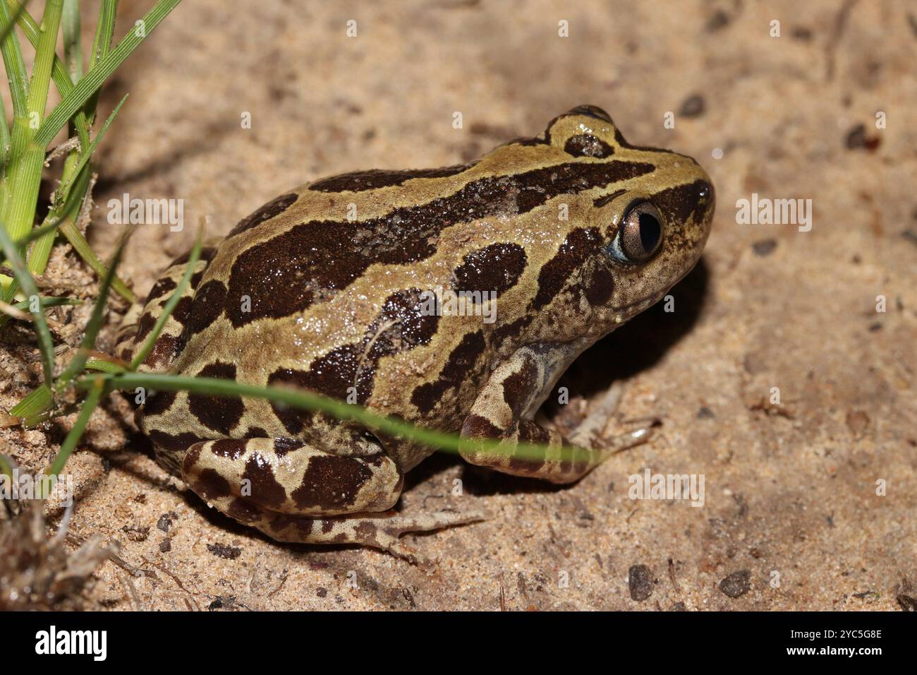 Senegal Running Frog (Kassina senegalensis) Amphibia Stock Photo - Alamy