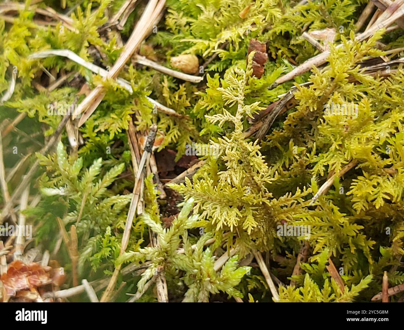 fern mosses (Thuidium) Plantae Stock Photo - Alamy