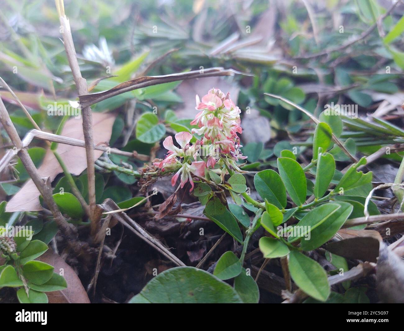 Creeping Indigo (Indigofera spicata) Plantae Stock Photo - Alamy