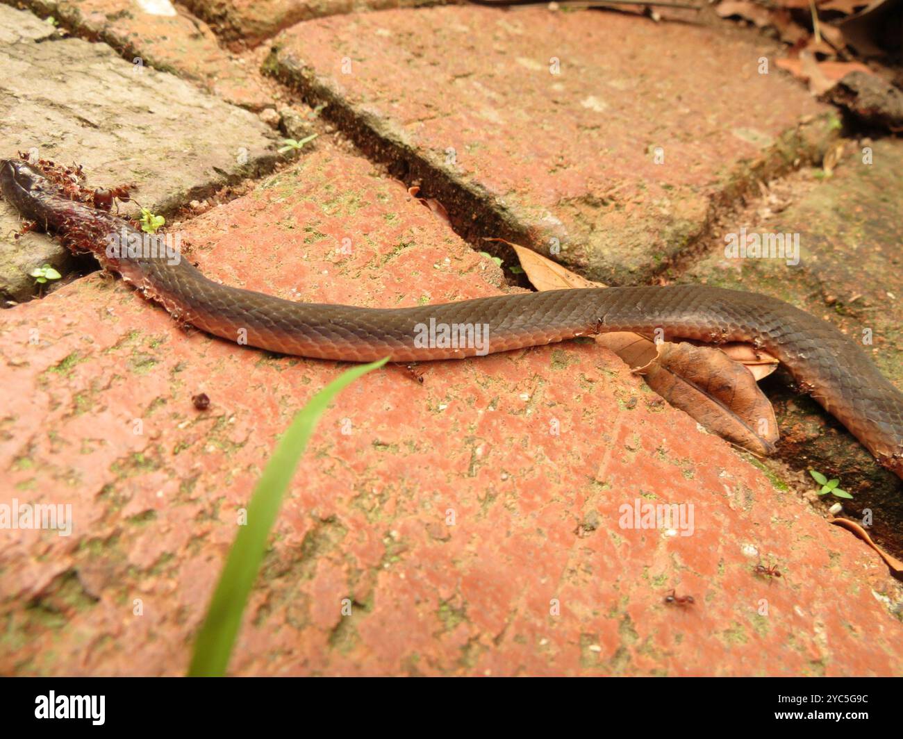 Common Brown Water Snake (Lycodonomorphus rufulus) Reptilia Stock Photo ...