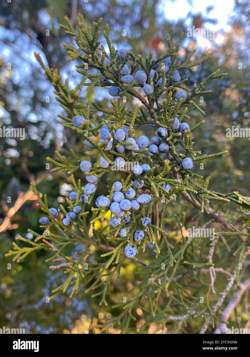 Southern Redcedar (Juniperus virginiana silicicola) Plantae Stock Photo ...