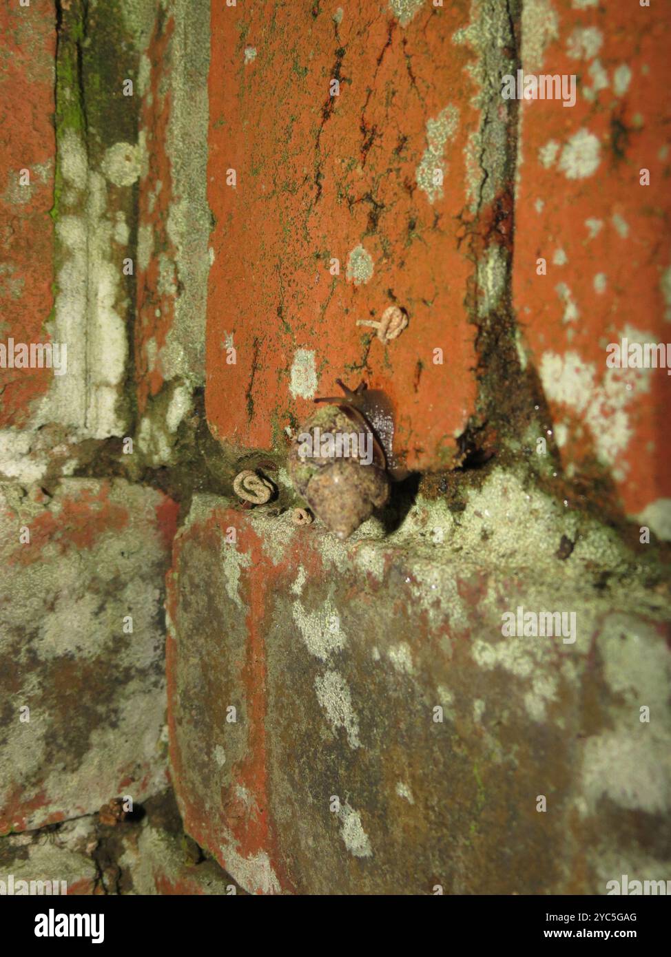 Chestnut Barksnail (Gittenedouardia spadicea) Mollusca Stock Photo - Alamy