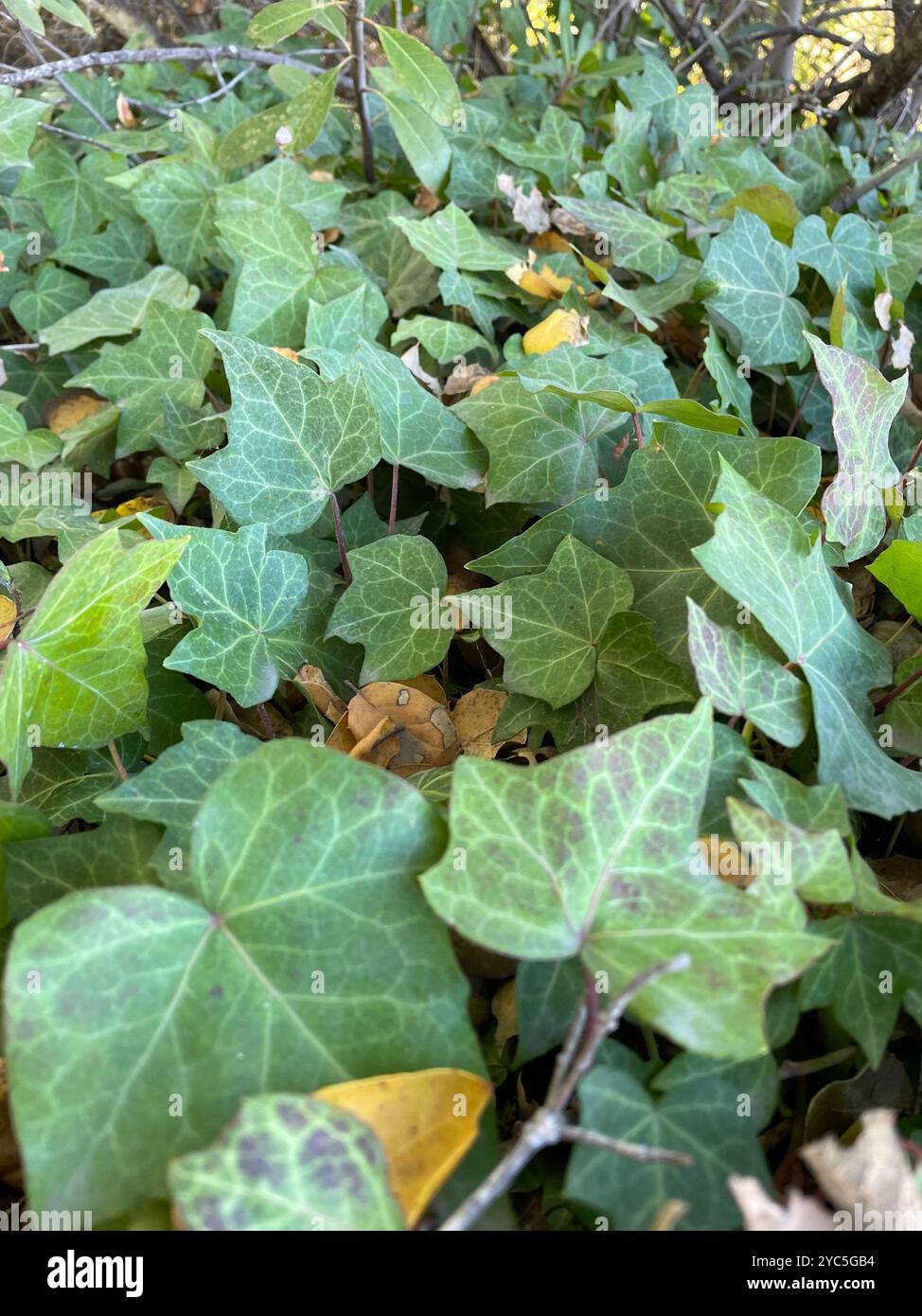 common ivy (Hedera helix) Plantae Stock Photo - Alamy