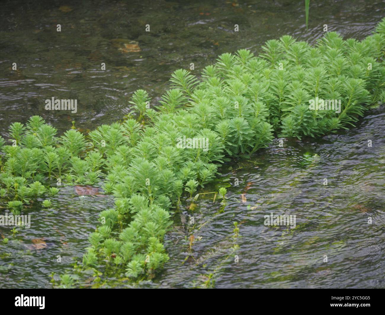 Parrot's feather (Myriophyllum aquaticum) Plantae Stock Photo - Alamy