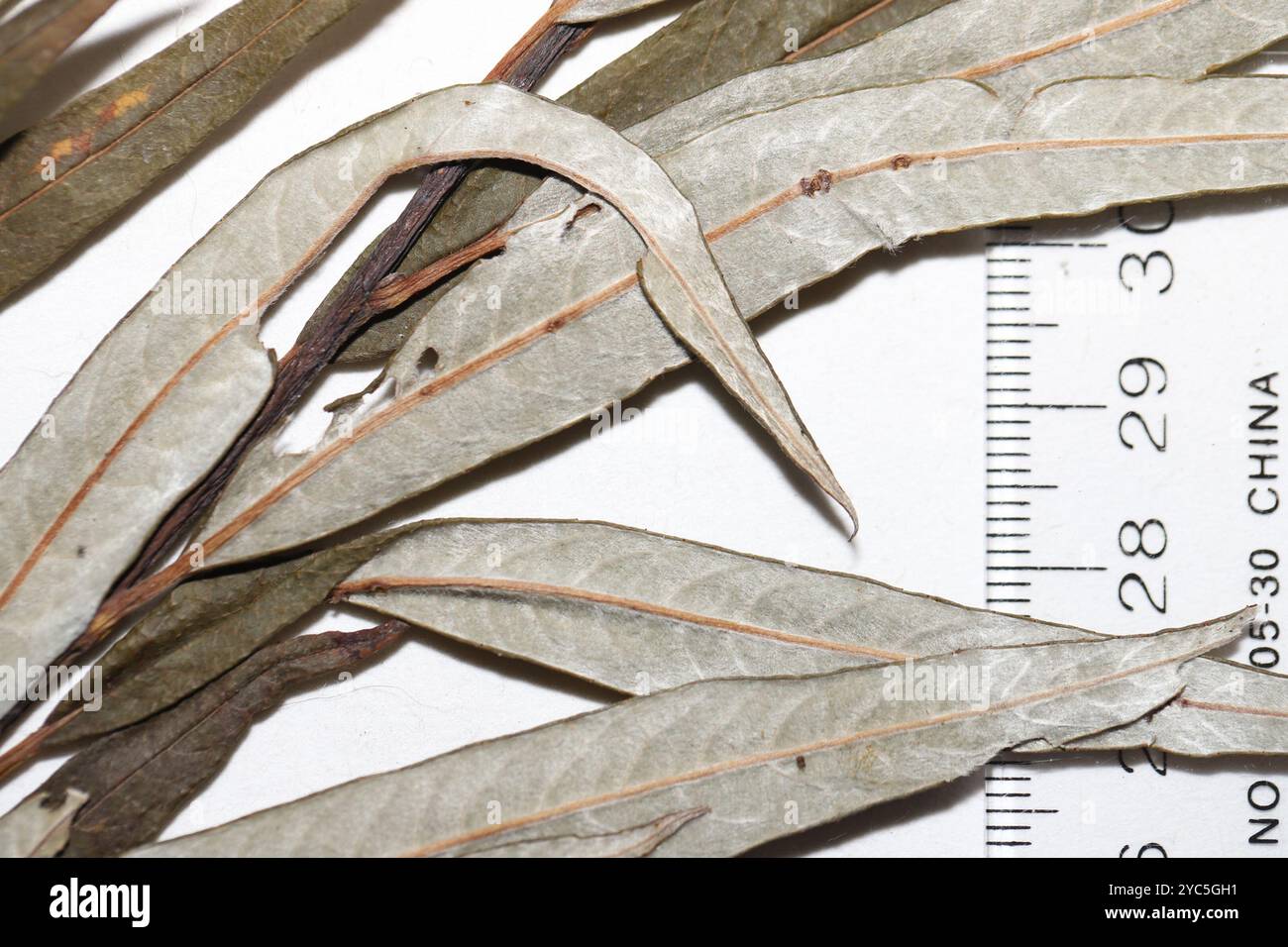 Satiny willow (Salix pellita) Plantae Stock Photo - Alamy