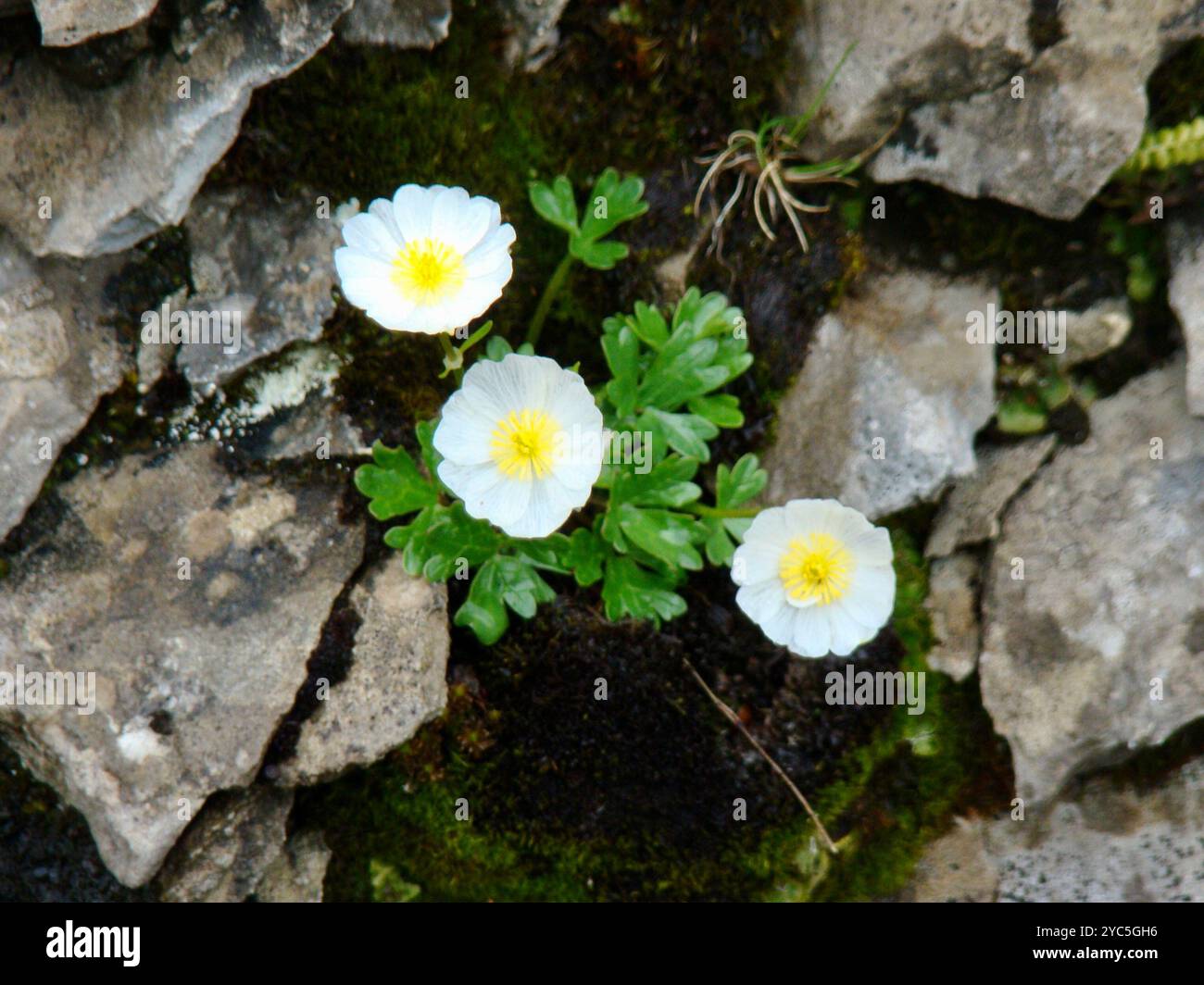 Glacier Crowfoot (Ranunculus glacialis) Plantae Stock Photo - Alamy