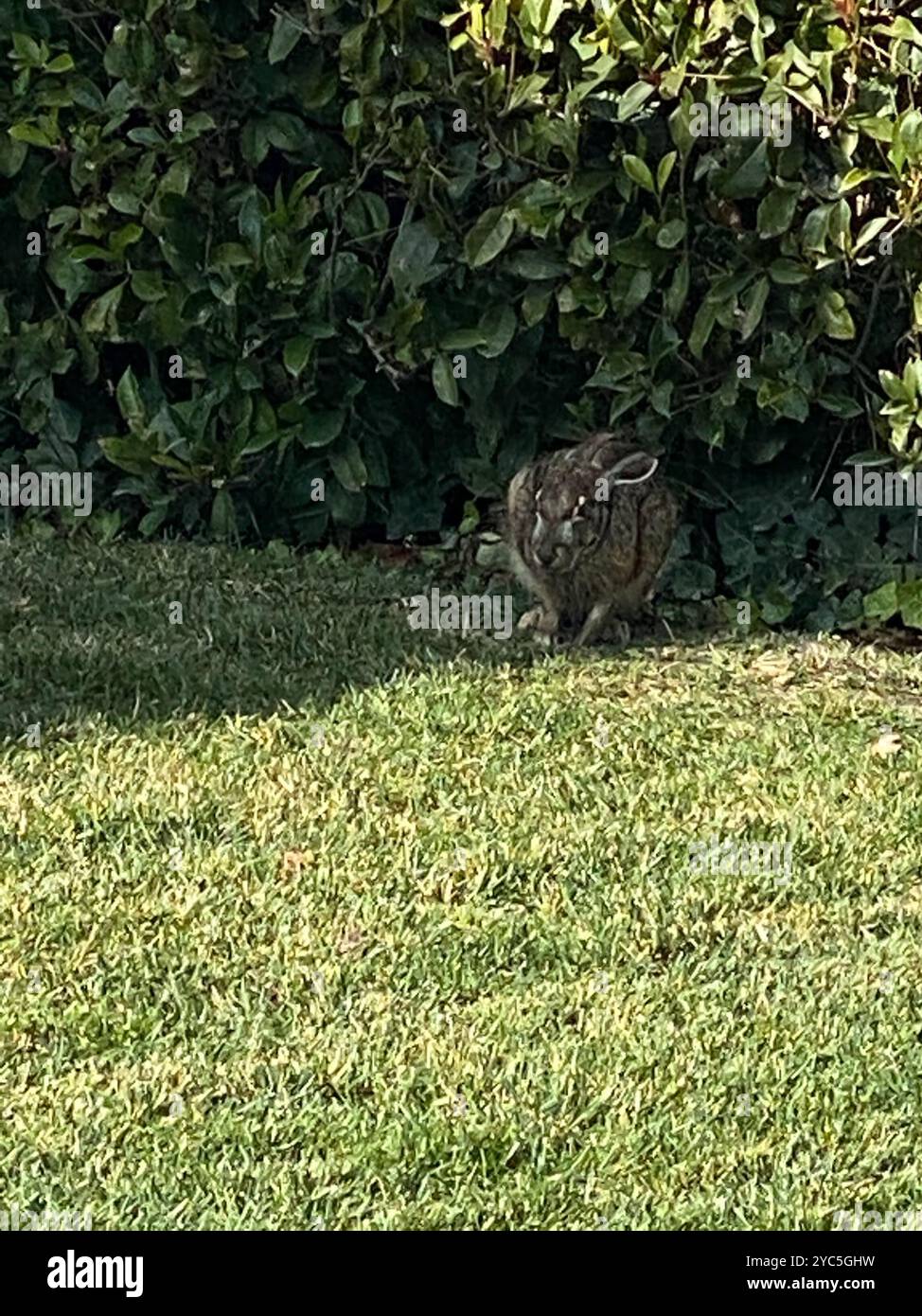 Black-tailed Jackrabbit (Lepus californicus) Mammalia Stock Photo - Alamy