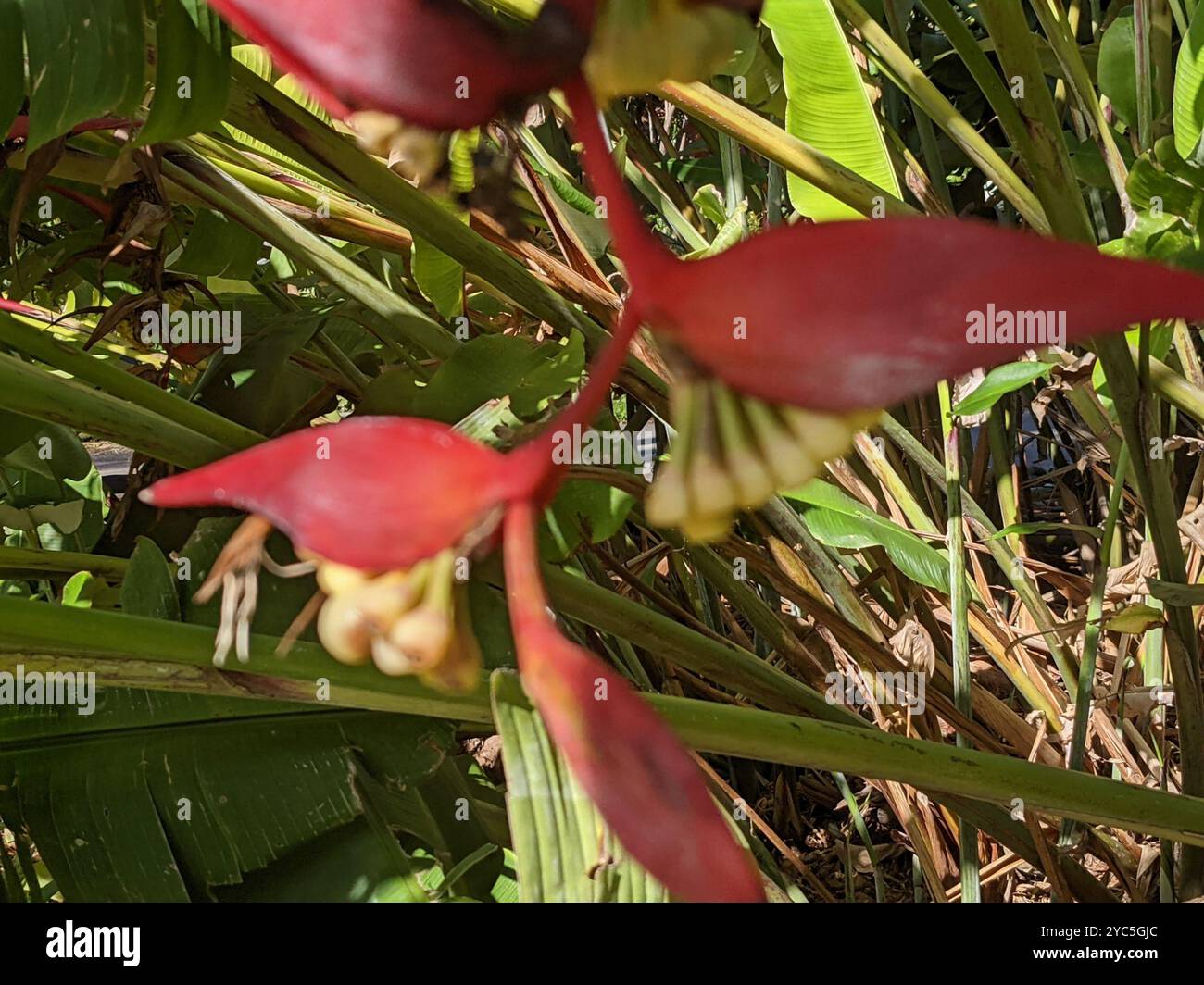 Platanillo (Heliconia collinsiana) Plantae Stock Photo - Alamy