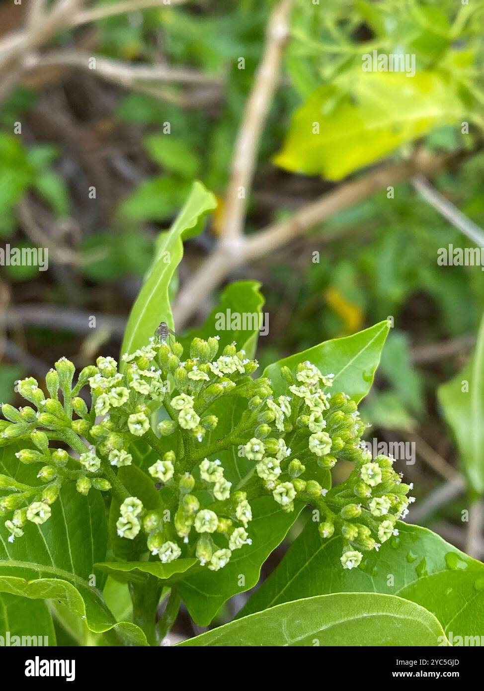 grand devil's-claws (Pisonia grandis) Plantae Stock Photo - Alamy