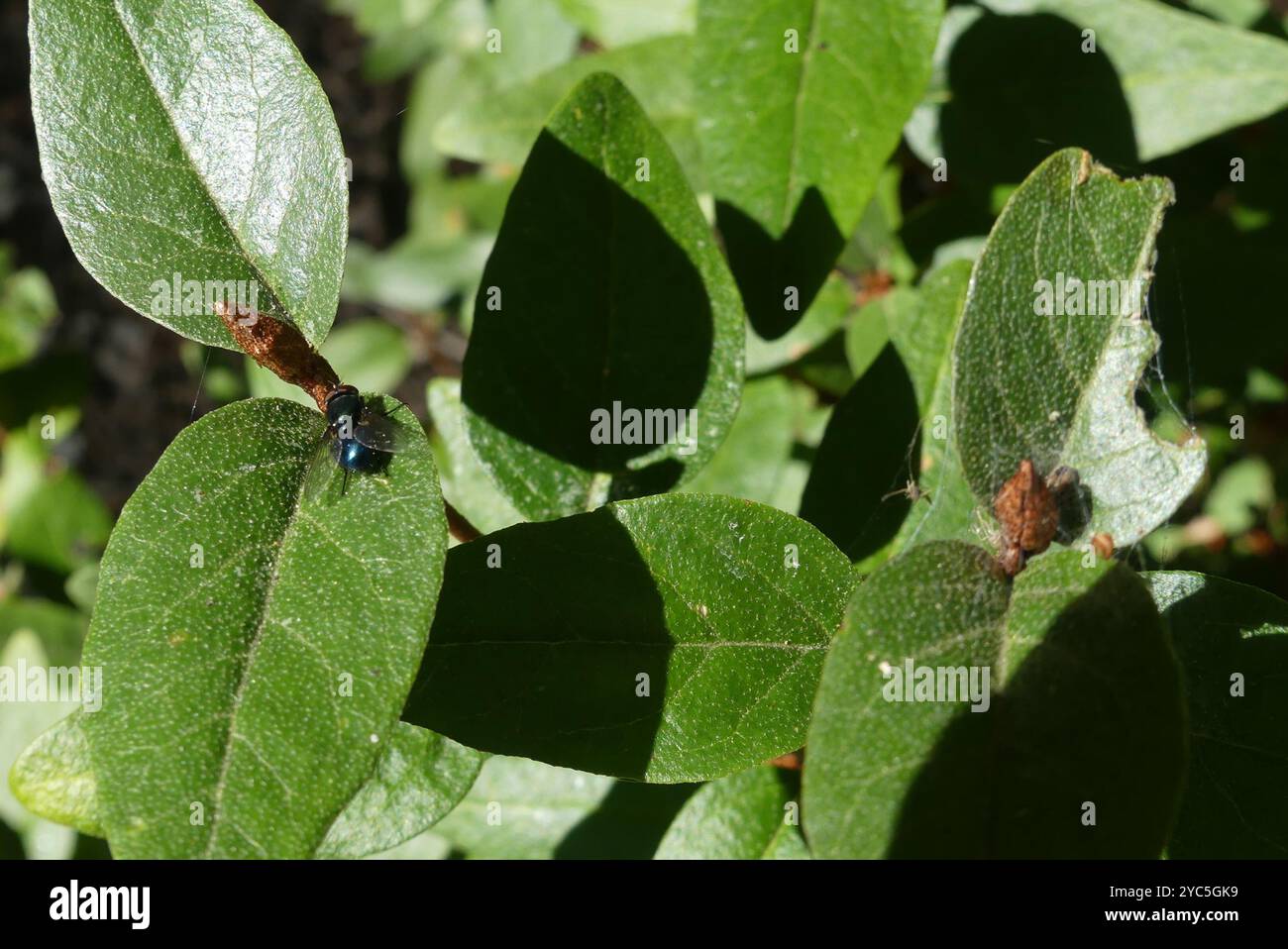 Black Blow Fly (Phormia regina) Insecta Stock Photo - Alamy
