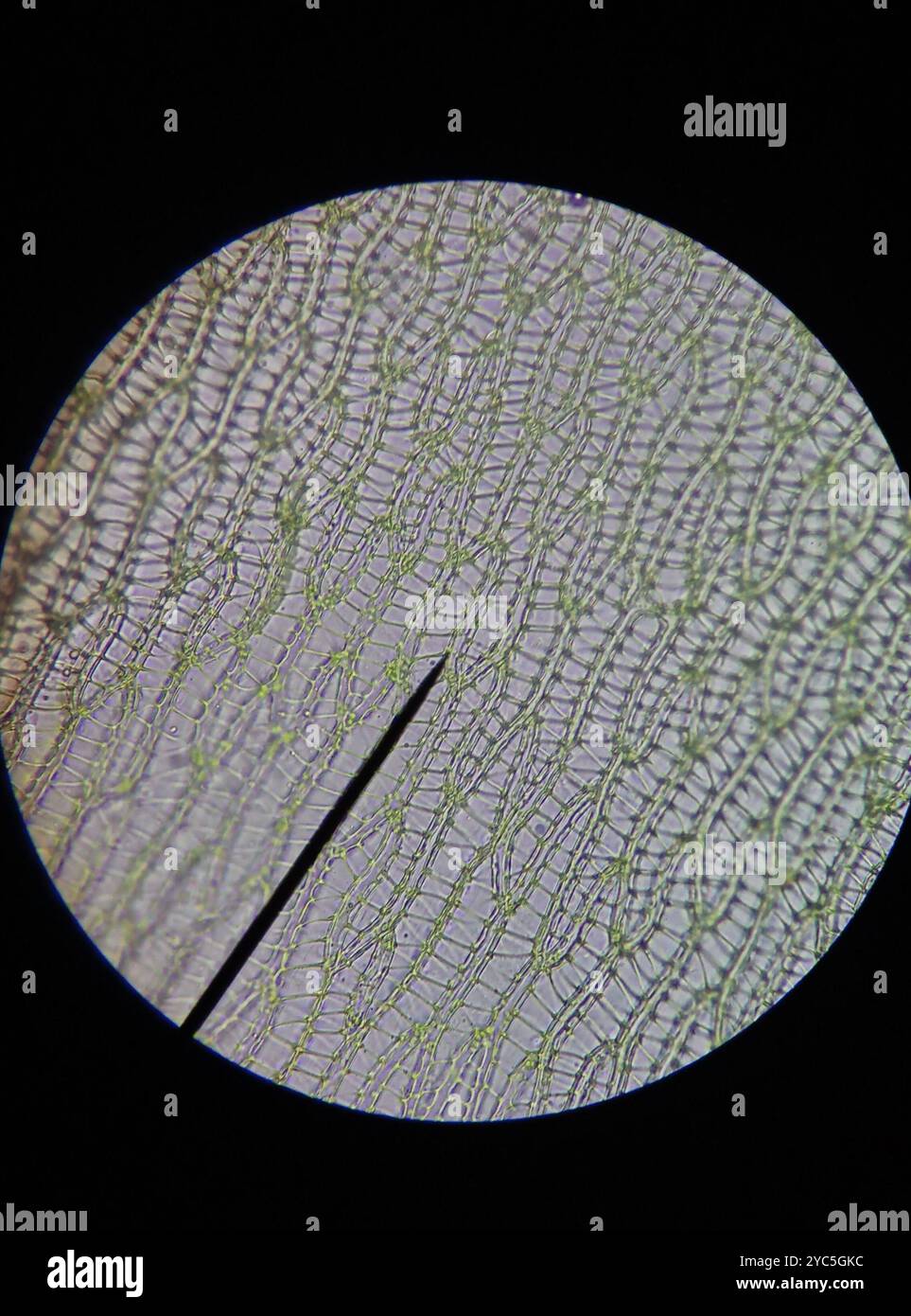 Lesser Cow-horn Bog-moss (Sphagnum inundatum) Plantae Stock Photo - Alamy