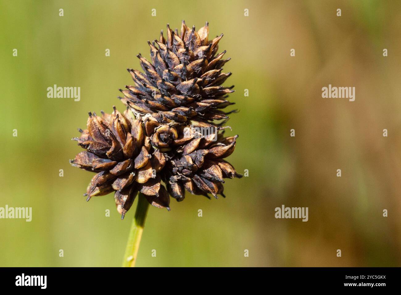 Black Sedge (Carex nova) Plantae Stock Photo - Alamy