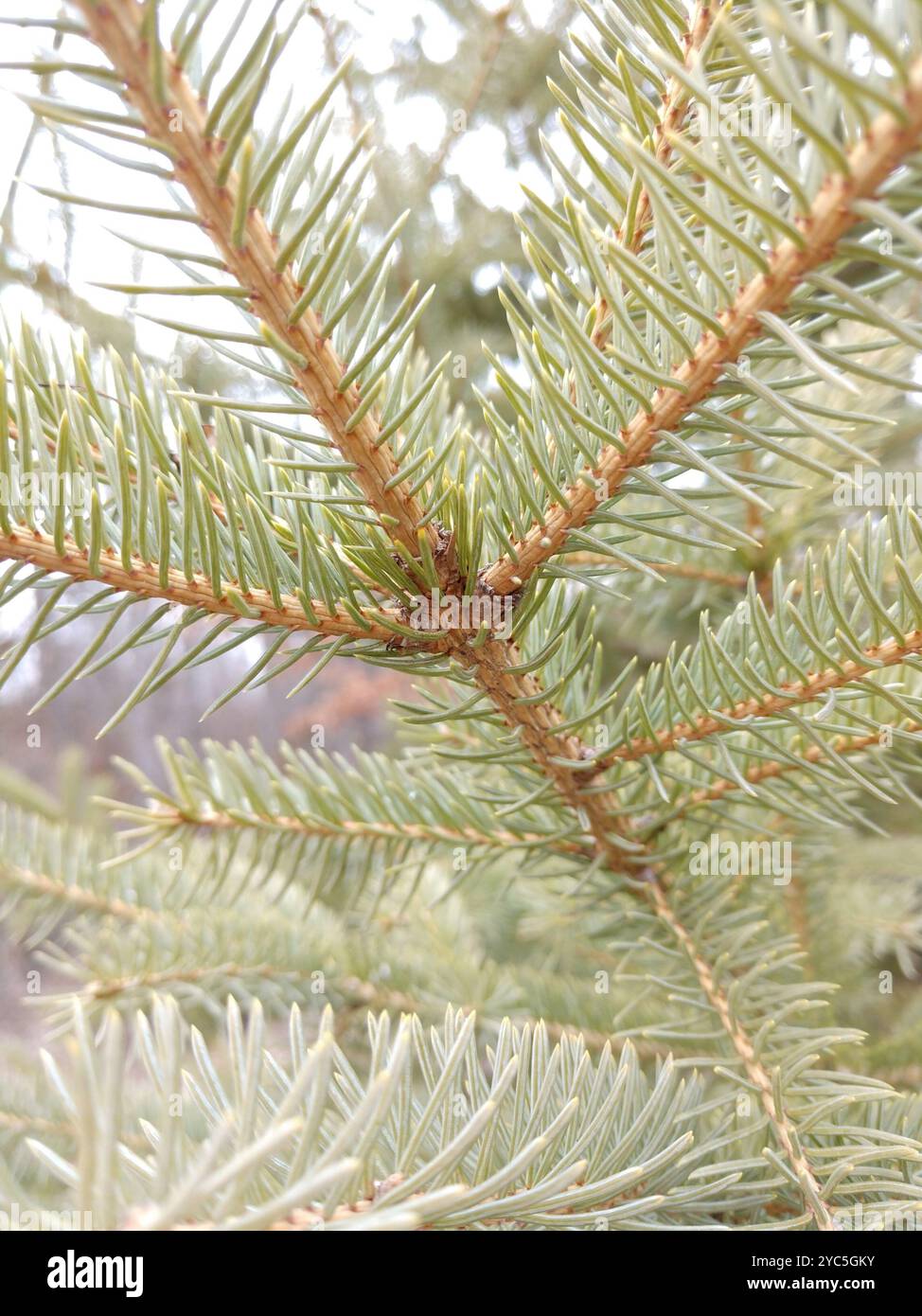 white spruce (Picea glauca) Plantae Stock Photo - Alamy