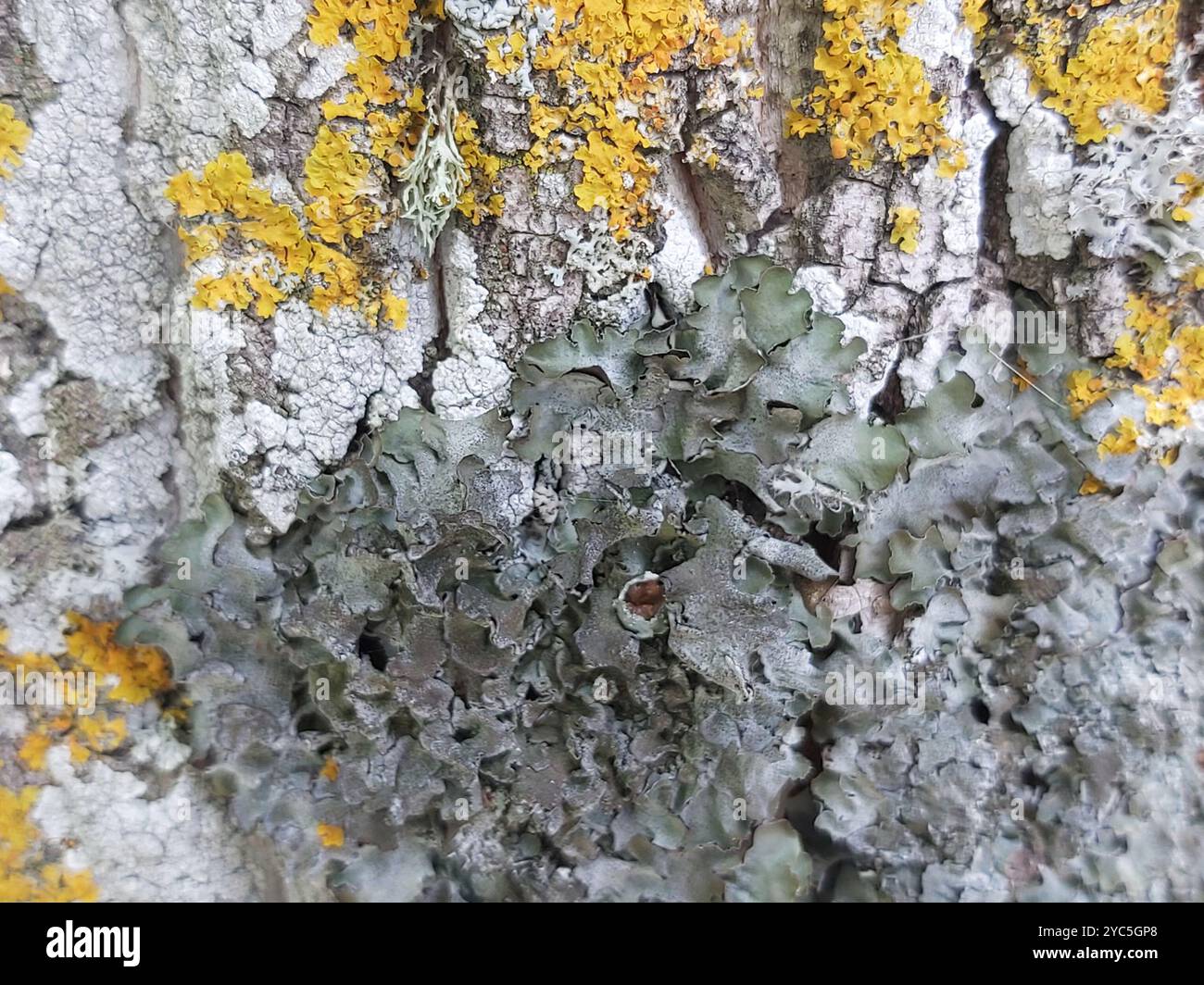 (Pleurosticta acetabulum) Fungi Stock Photo - Alamy