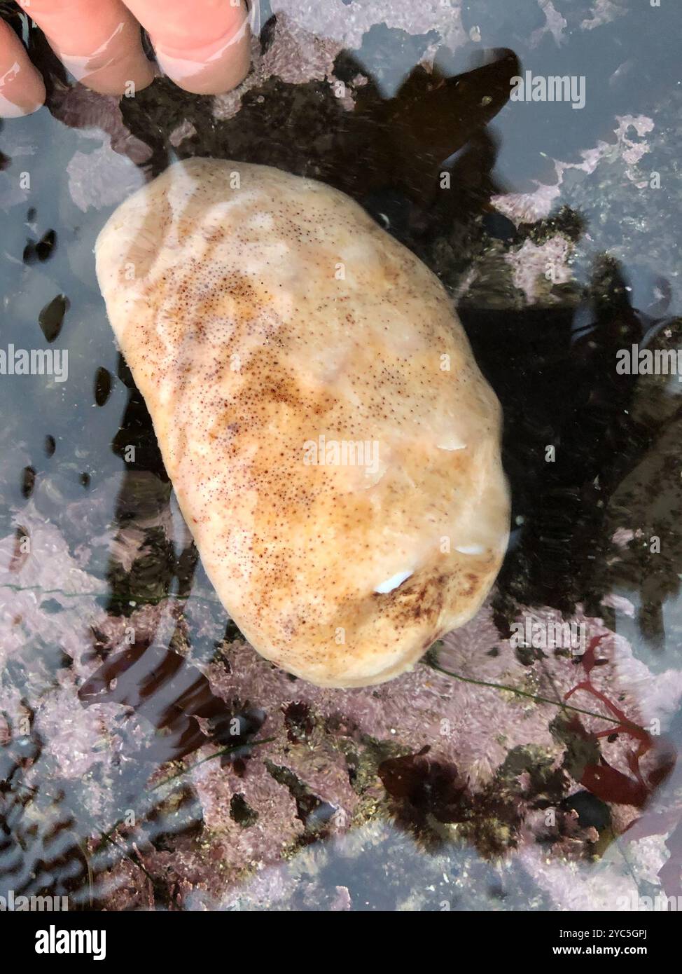 Gumboot Chiton (Cryptochiton stelleri) Mollusca Stock Photo - Alamy