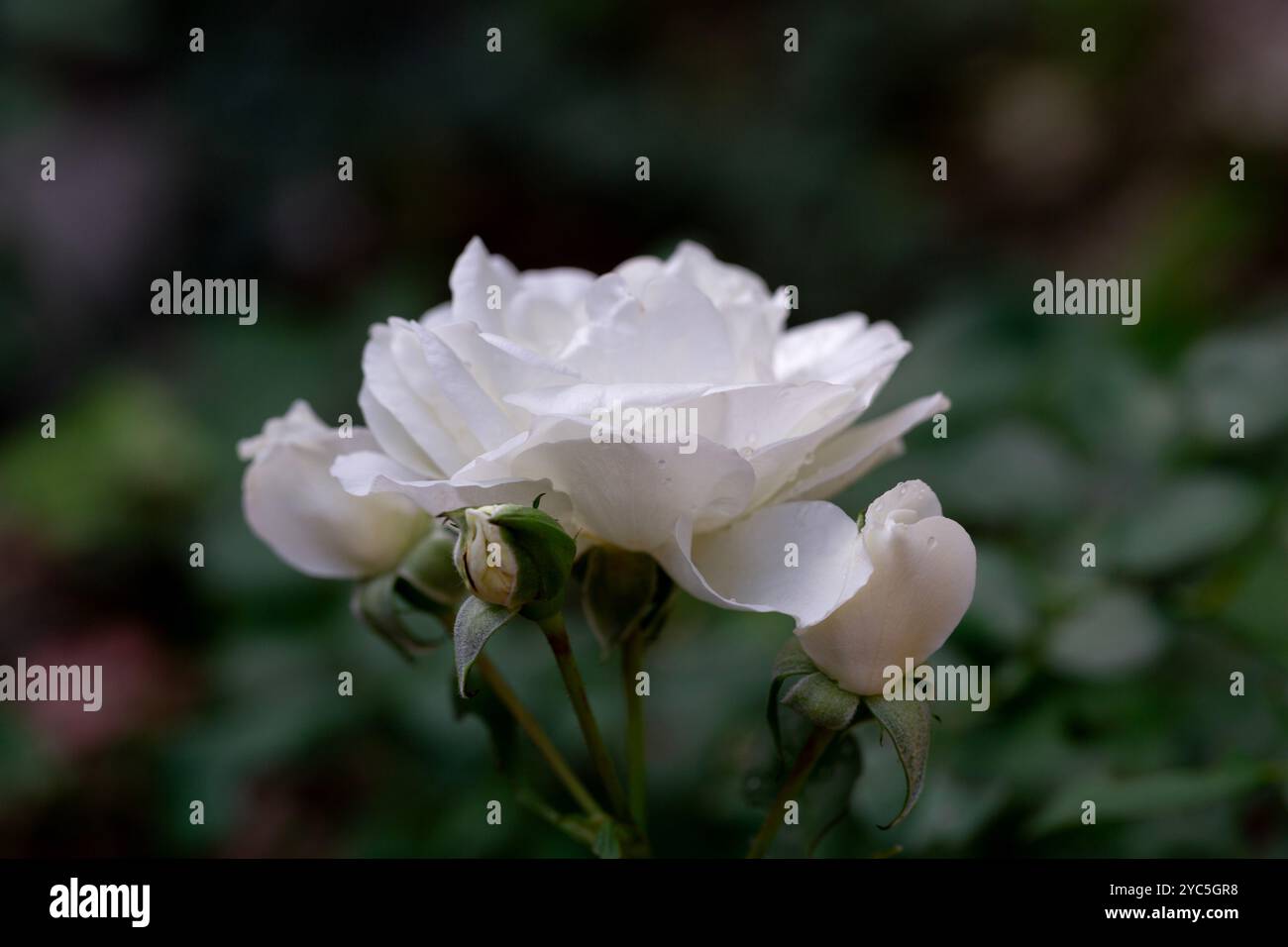 Flowers white rose and buds romantic garden. Relax, tranquility Stock ...