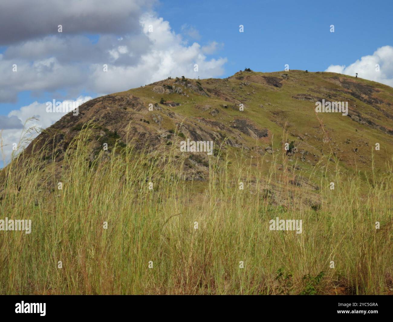 Hyperthelia dissoluta hi-res stock photography and images - Alamy