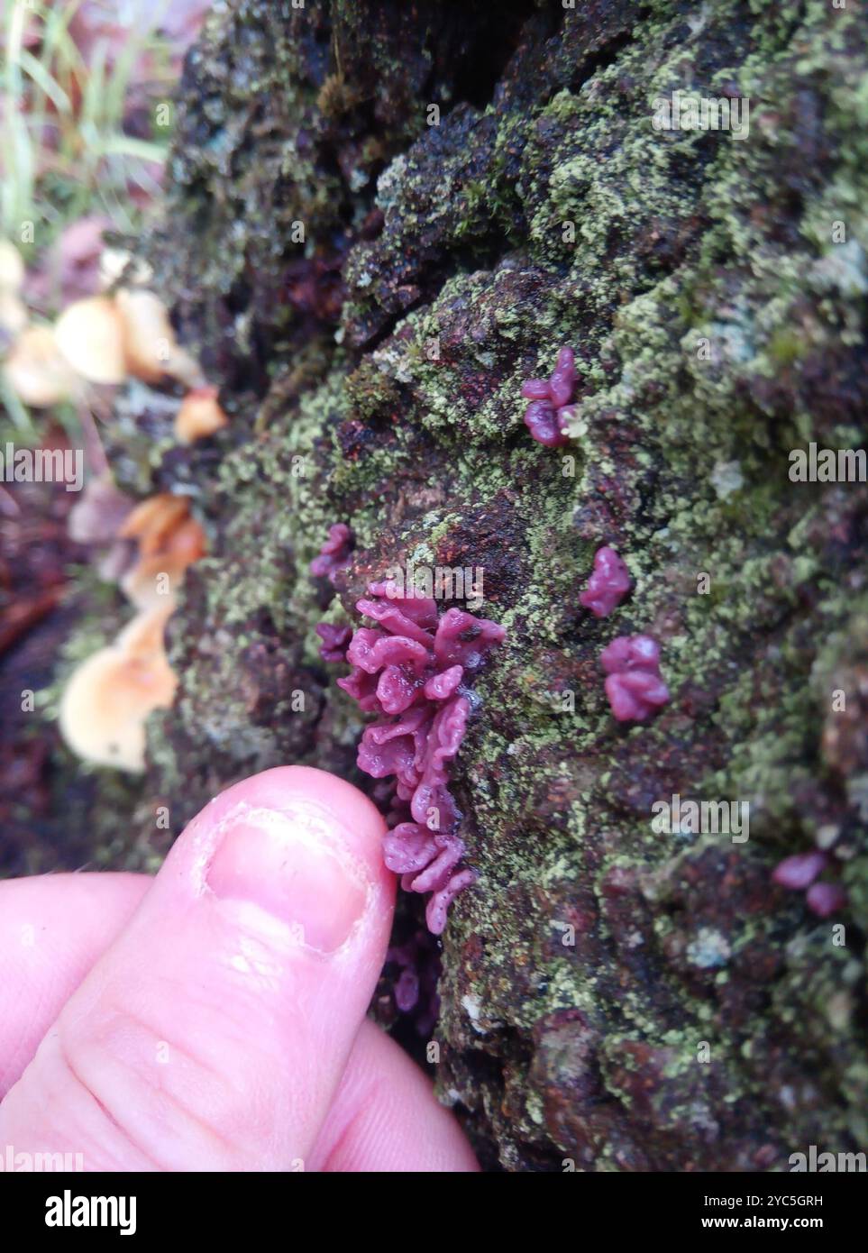 Purple Jellydisc (Ascocoryne sarcoides) Fungi Stock Photo - Alamy