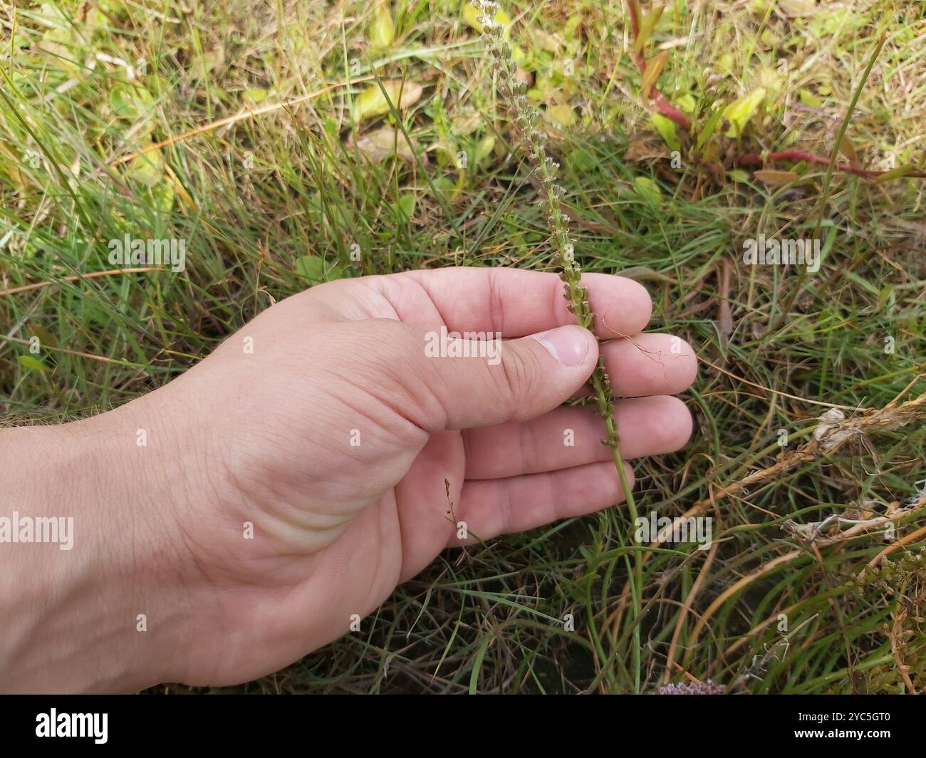 common arrowgrass (Triglochin maritima) Plantae Stock Photo - Alamy
