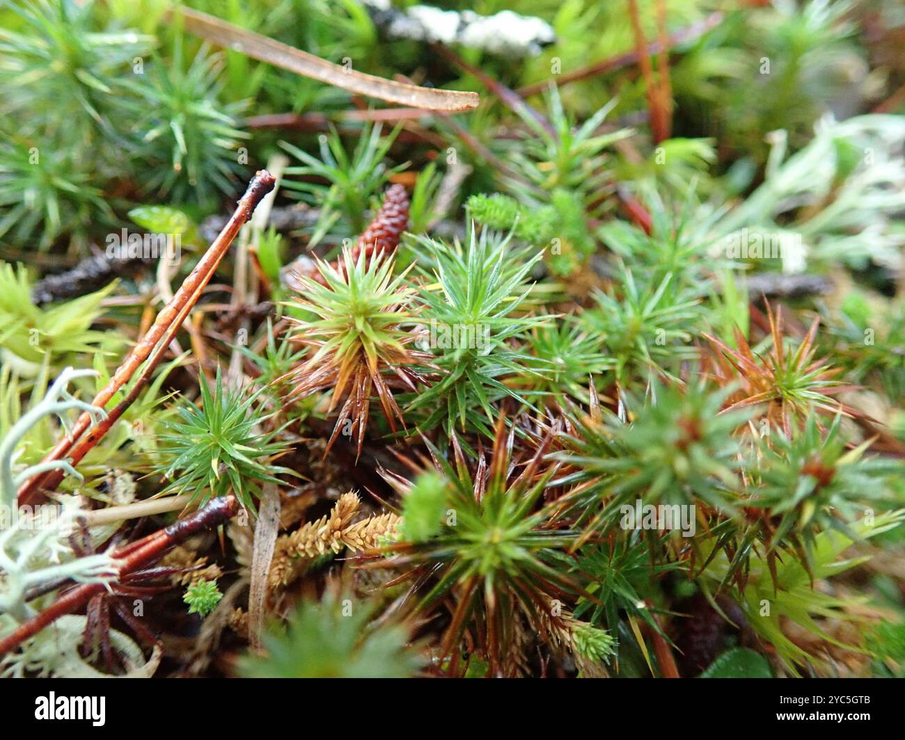 juniper haircap moss (Polytrichum juniperinum) Plantae Stock Photo - Alamy