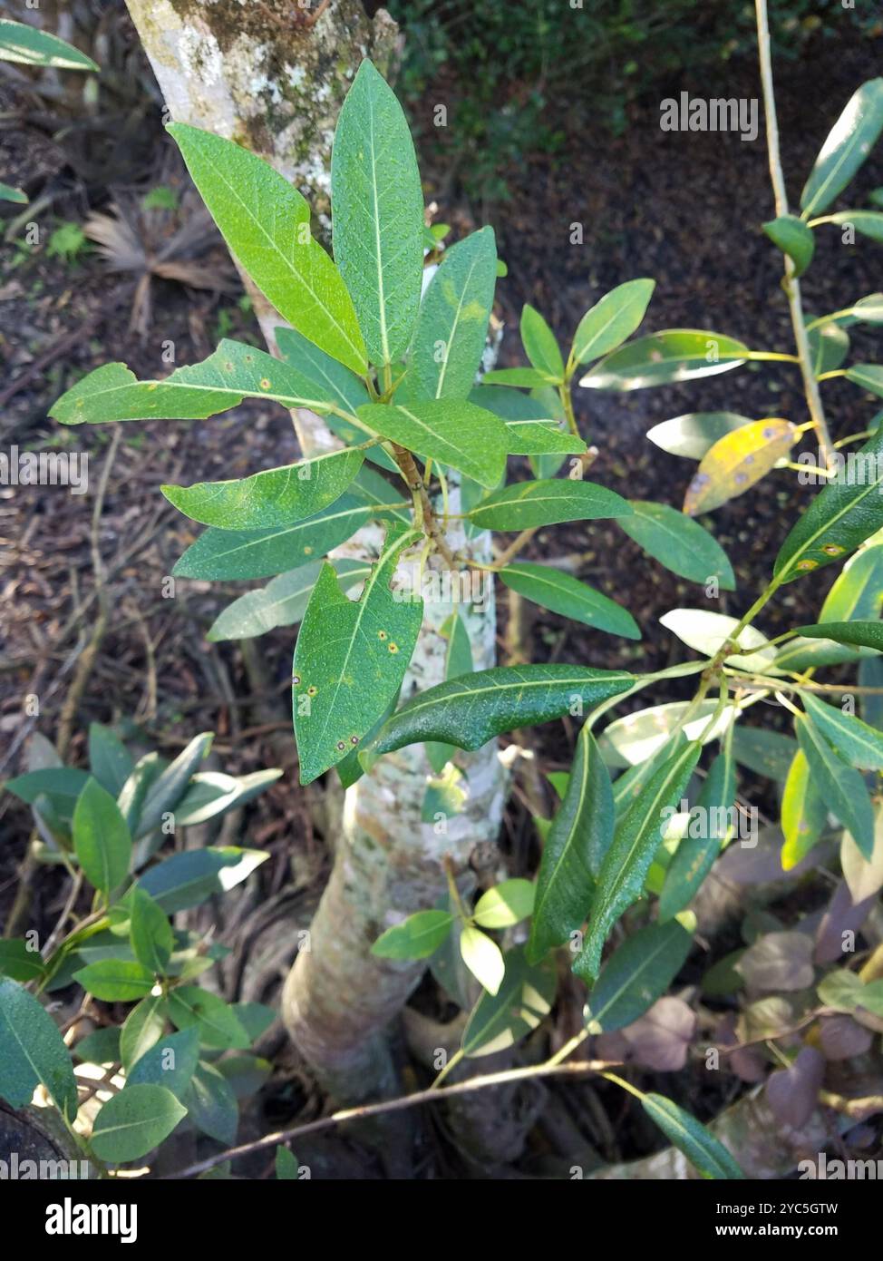 Florida Strangler Fig (Ficus aurea) Plantae Stock Photo - Alamy