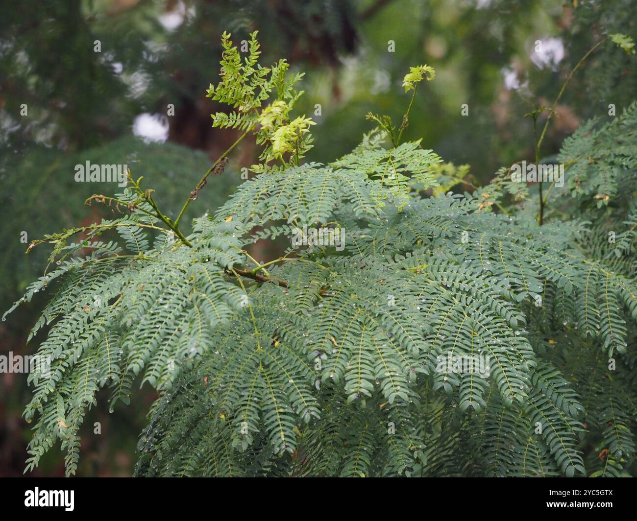 White leadtree (Leucaena leucocephala) Plantae Stock Photo - Alamy