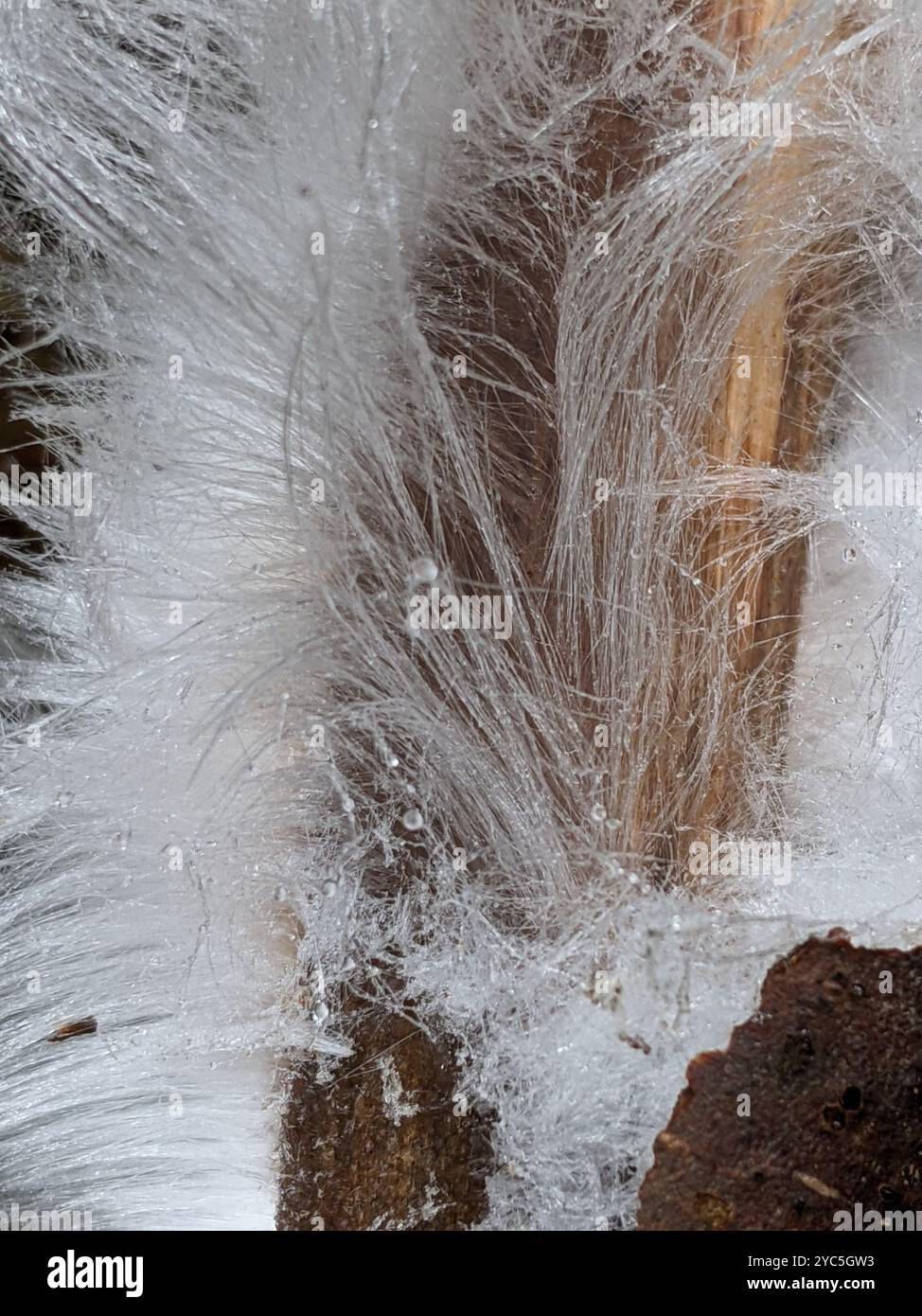 Hair Ice (Exidiopsis effusa) Fungi Stock Photo - Alamy