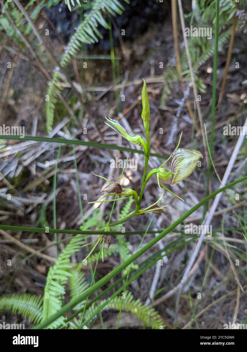 bonnet orchid (Cryptostylis erecta) Plantae Stock Photo - Alamy