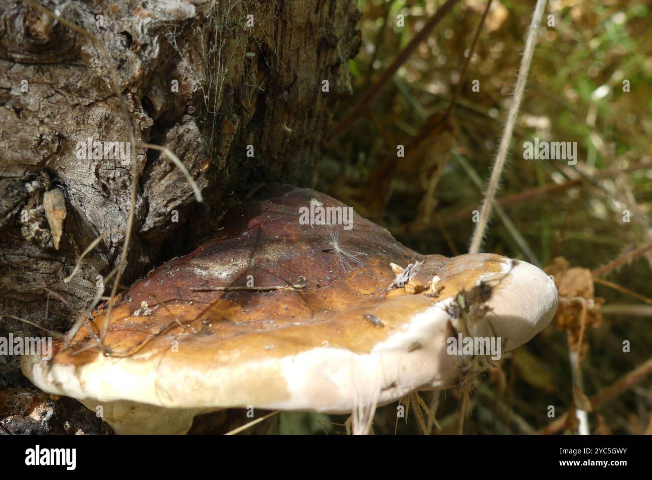 Northern red belt fungi hi-res stock photography and images - Alamy