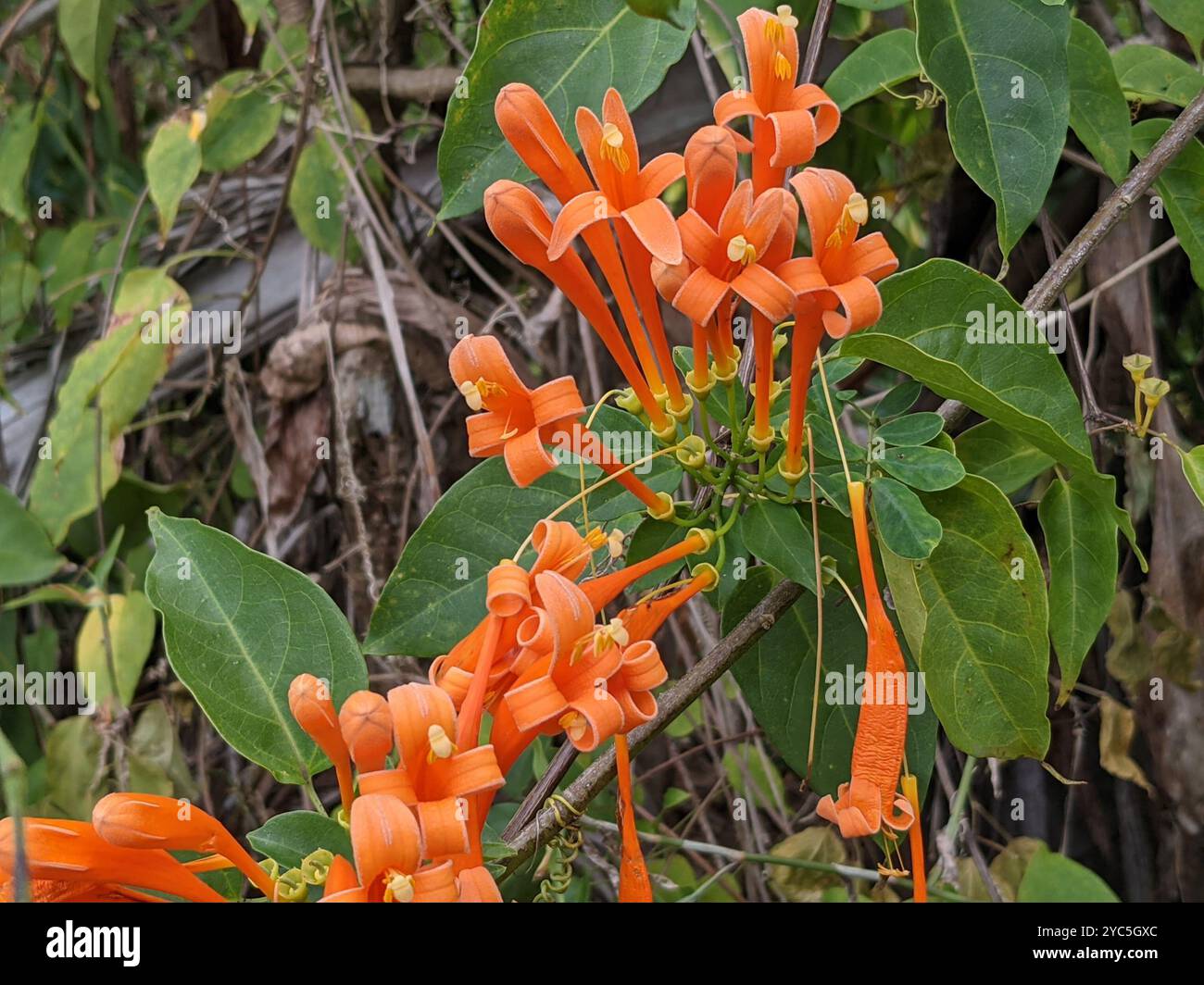 Flame vine (Pyrostegia venusta) Plantae Stock Photo - Alamy
