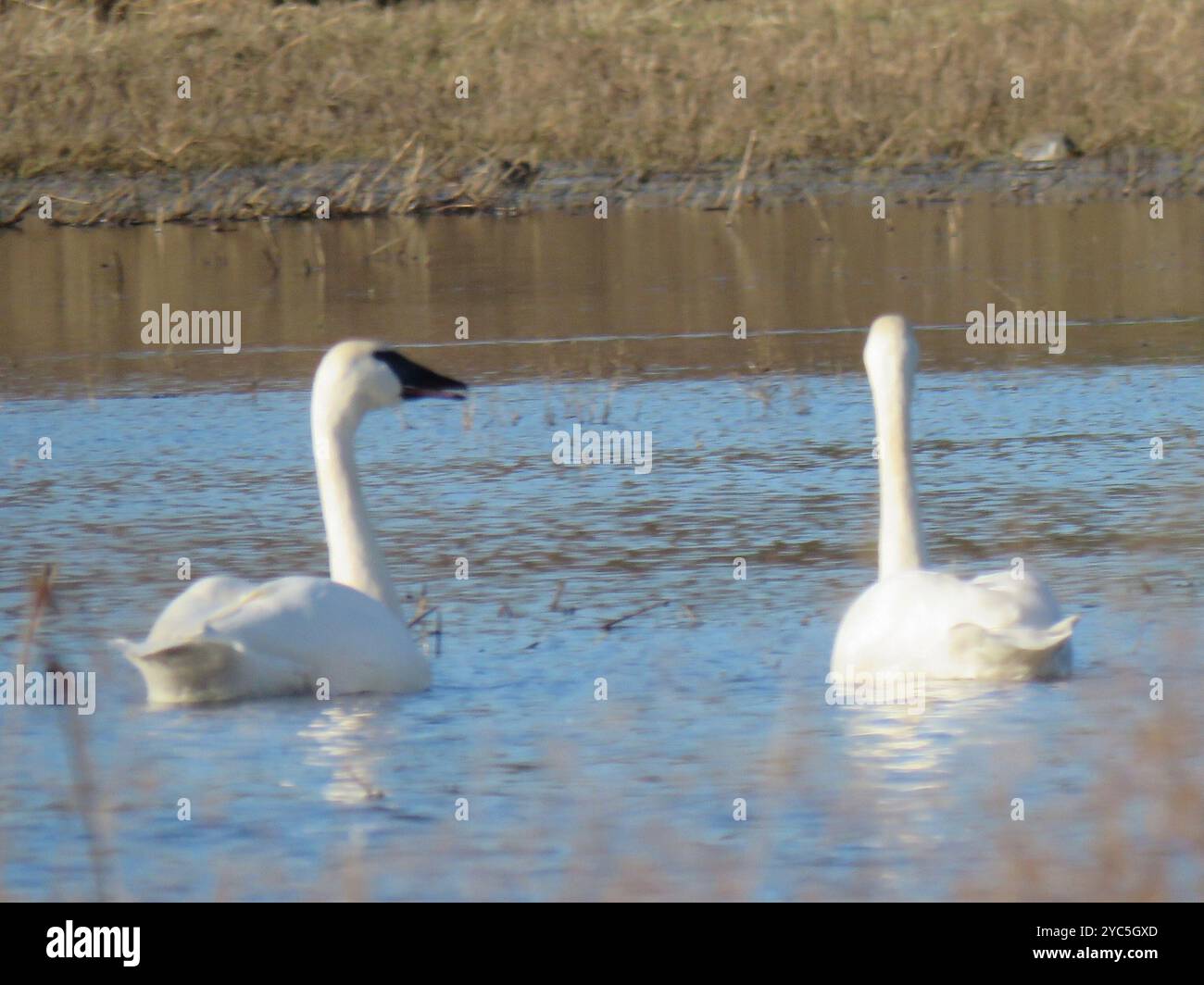 Trumpeter Swan (Cygnus buccinator) Aves Stock Photo - Alamy