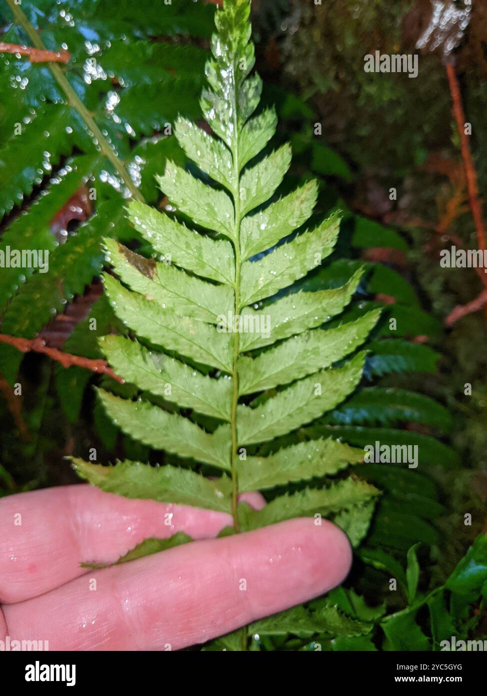 ferns (Polypodiopsida) Plantae Stock Photo - Alamy