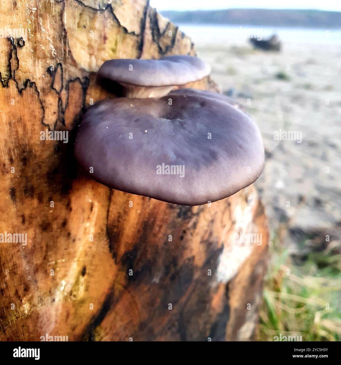 Lilac oysterling (Panus conchatus) Fungi Stock Photo - Alamy